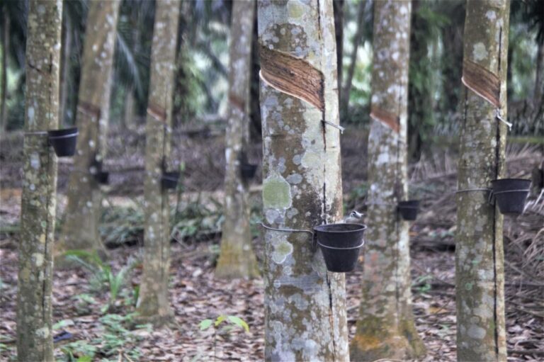 Things to Do in Labis: A Comprehensive Guide to the Top Attractions and ...